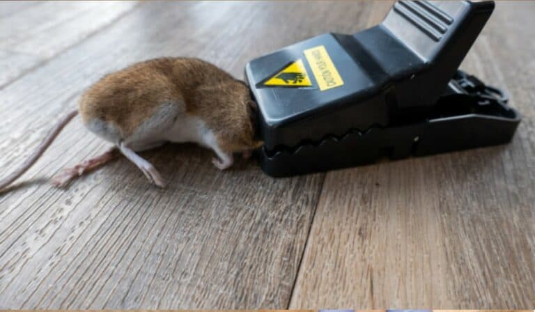 Muizenval Kopen: De Beste Soorten en Hoe Ze Werken