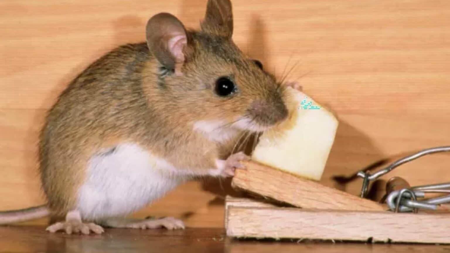 Muizenval Action: De Ideale Keuze voor Muizenbestrijding